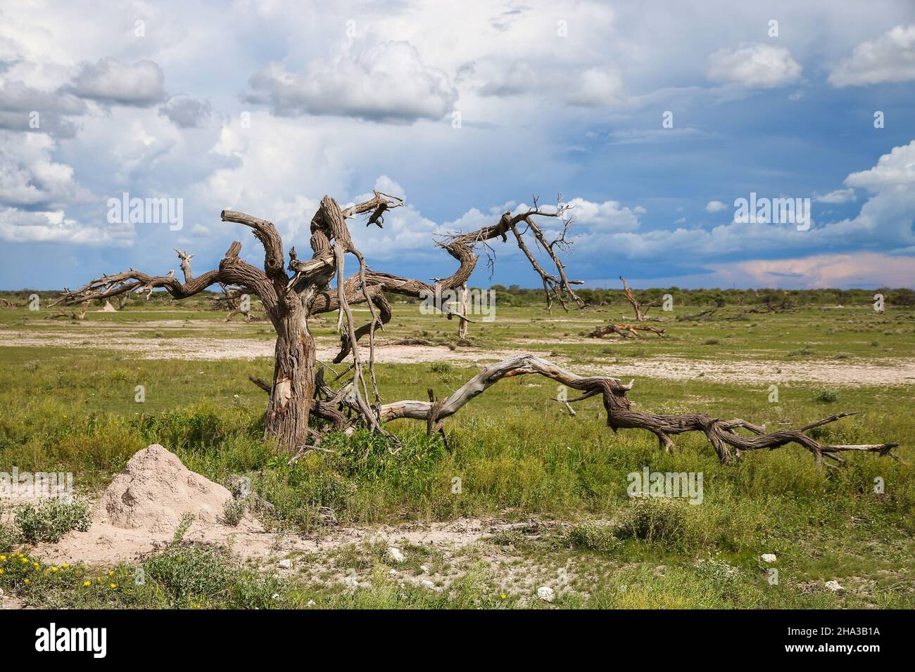 Short dry tree in the African savannah Stock Photo - Alamy