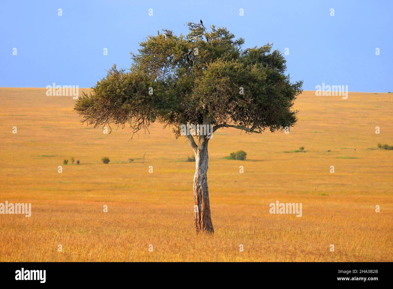 Lonely tree in an African savanna Stock Photo - Alamy