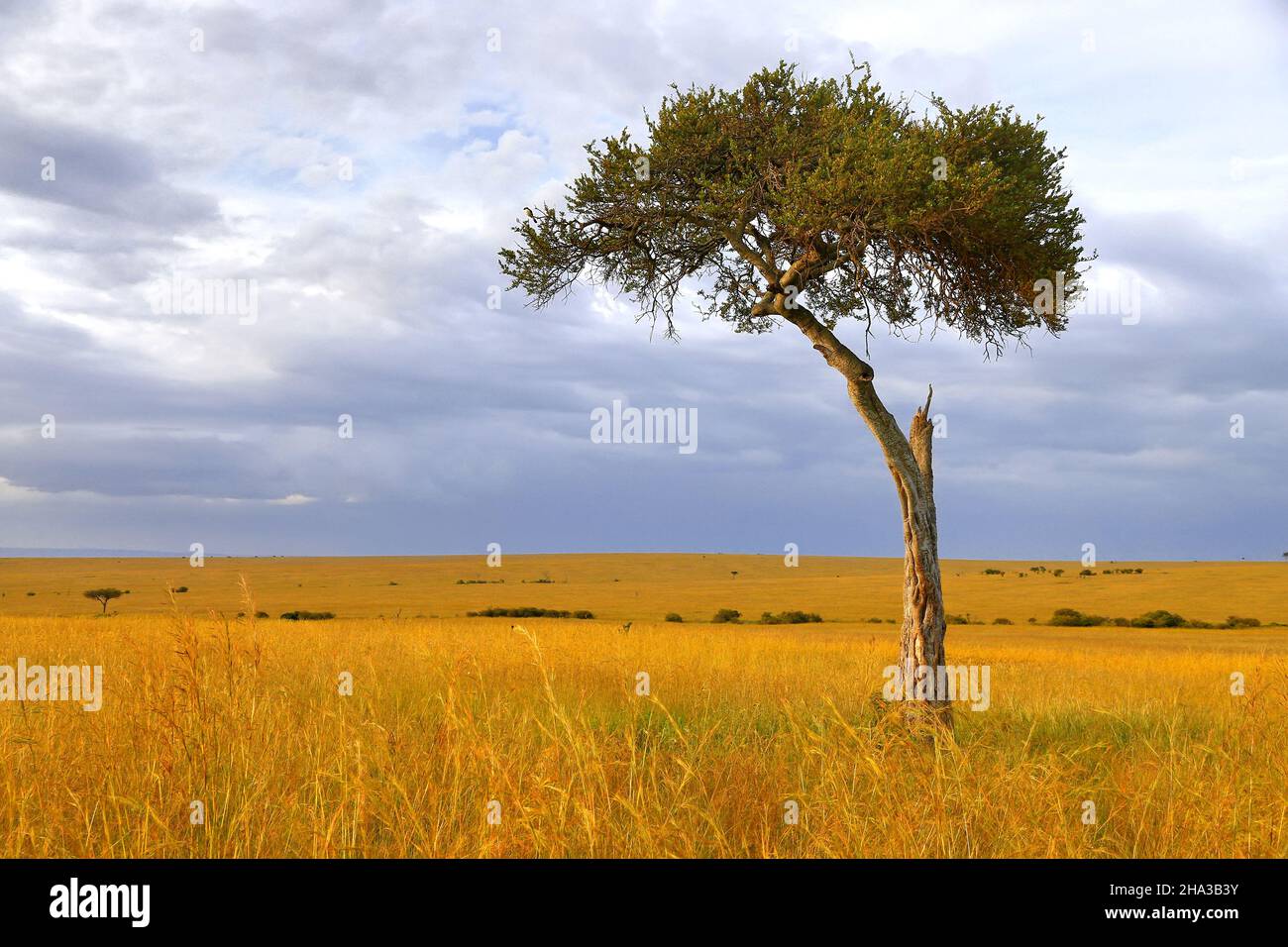 Lonely tree in an African savanna Stock Photo - Alamy