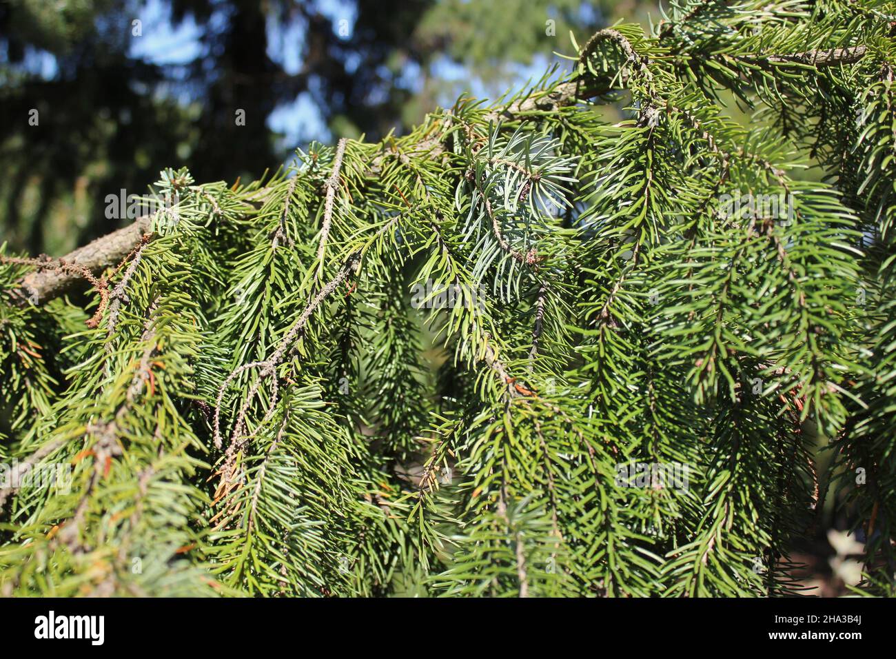 Lush green evergreen tree branch growing in the sunny meadow Stock ...