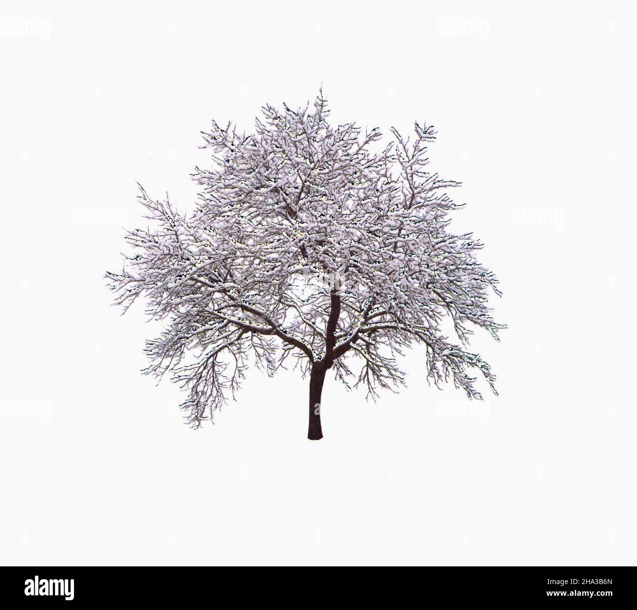 Winter tree snow illustration Cut Out Stock Images & Pictures - Alamy
