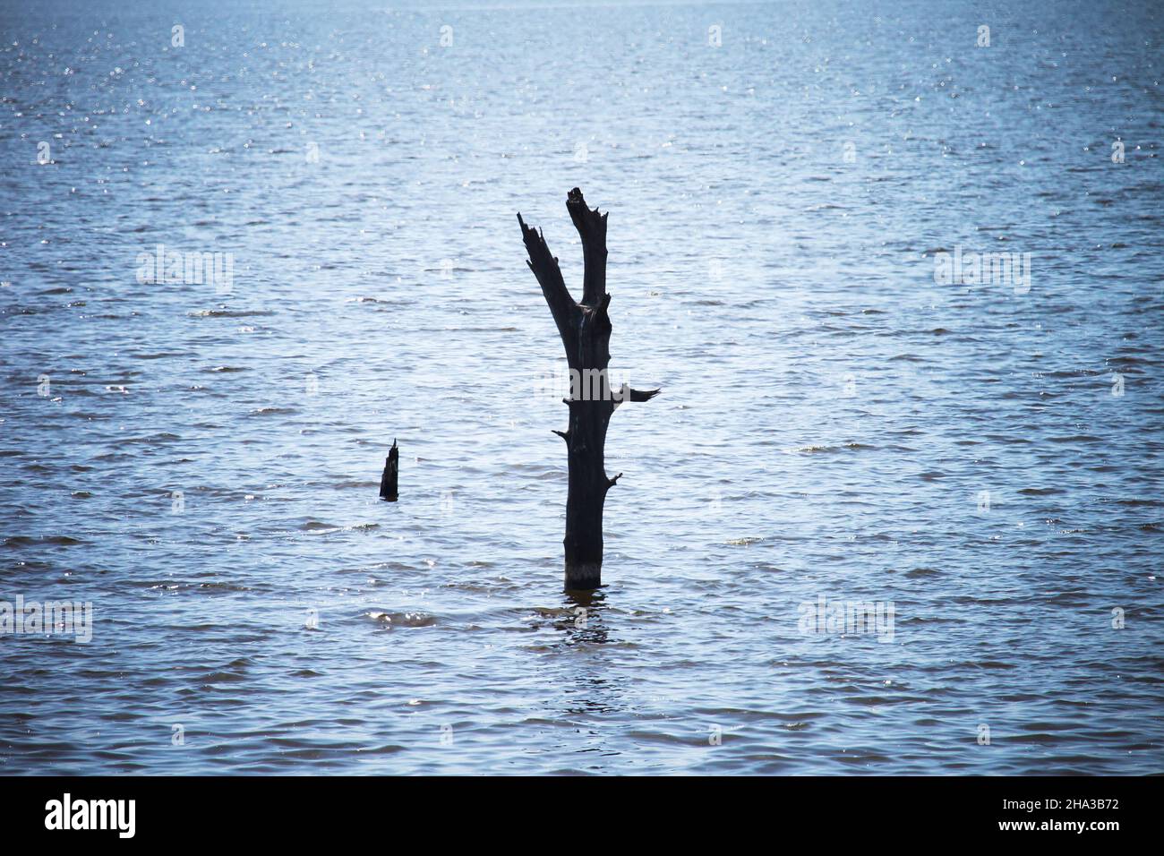 Remain of the dry tree in the lake Stock Photo - Alamy
