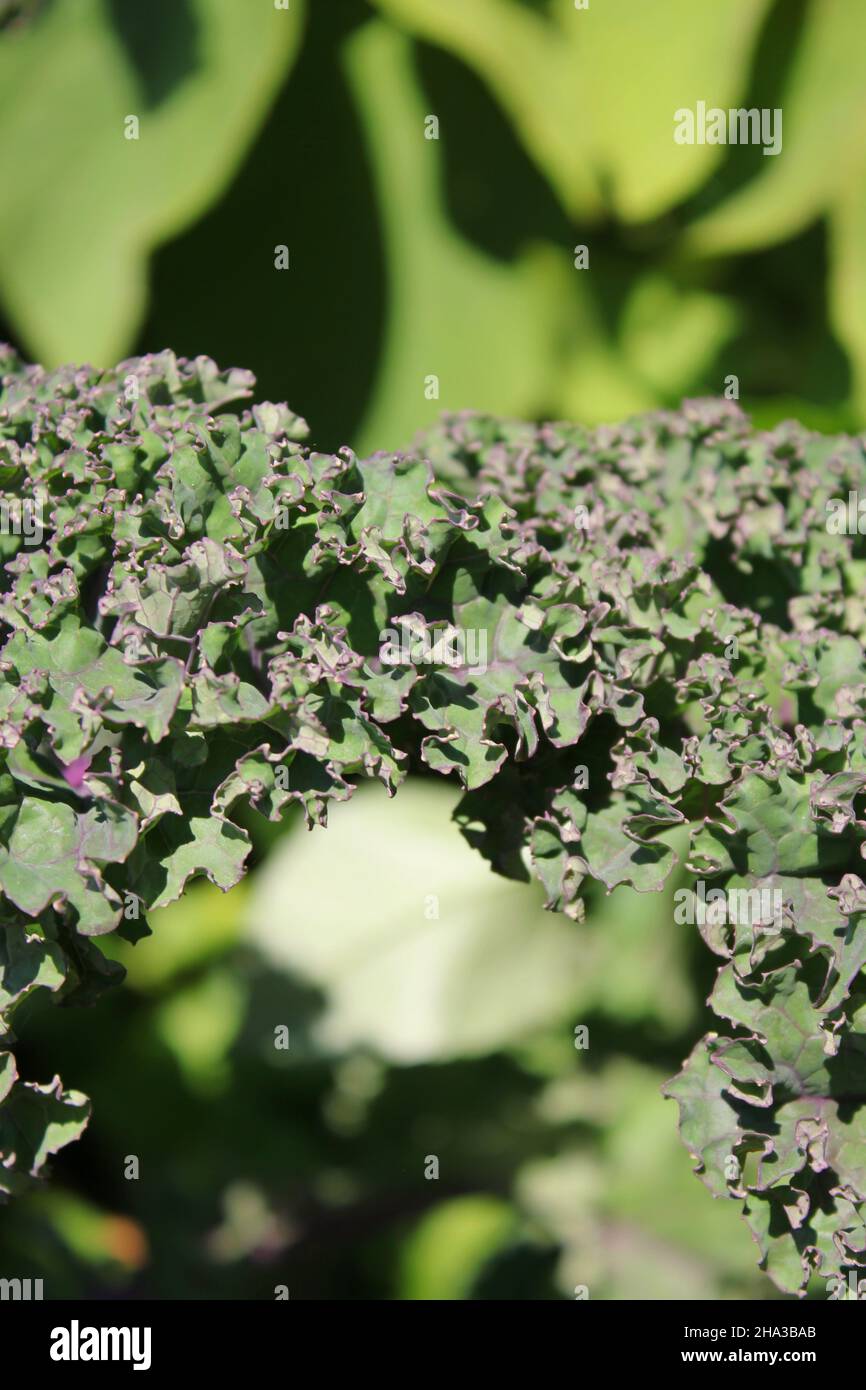 Green kale growing in the garden in the bright sun Stock Photo - Alamy
