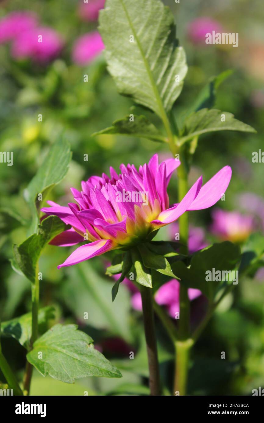 Bright pink flower growing in the flower garden in the bright sun Stock ...