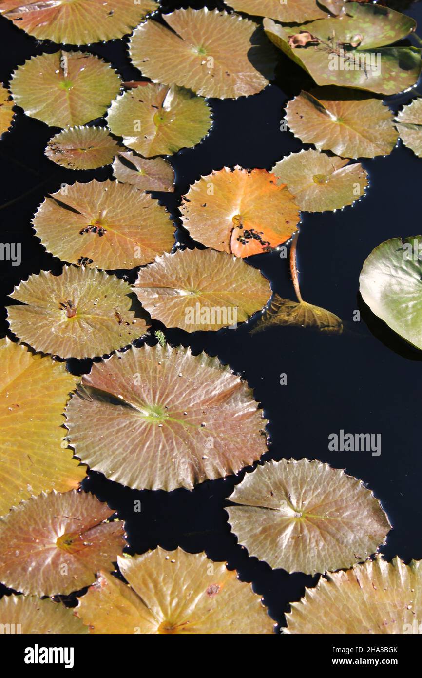 Lush green lily pads floating on the surface of the lily pool Stock ...