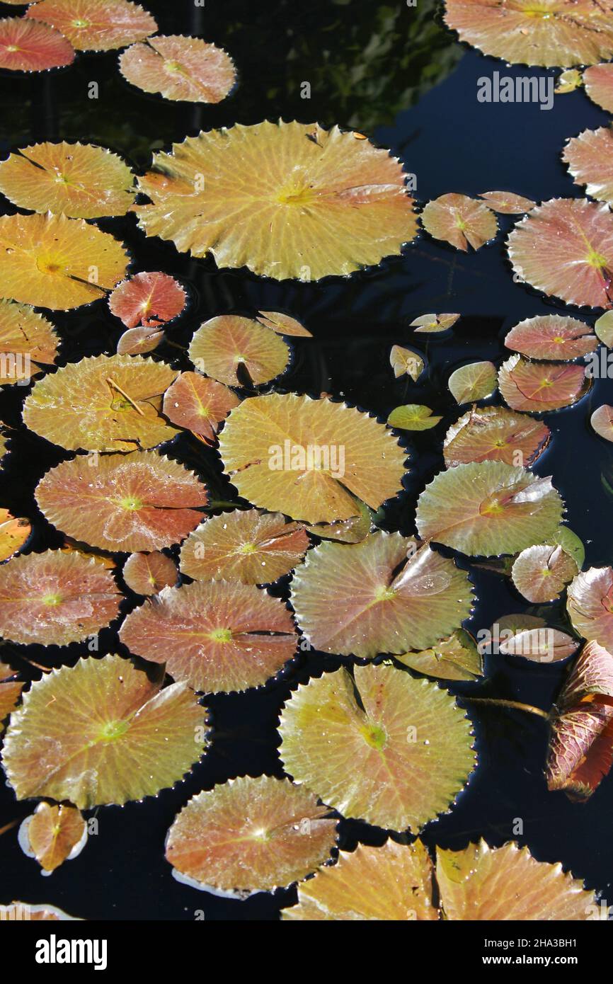 Lush green lily pads floating on the surface of the lily pool Stock ...