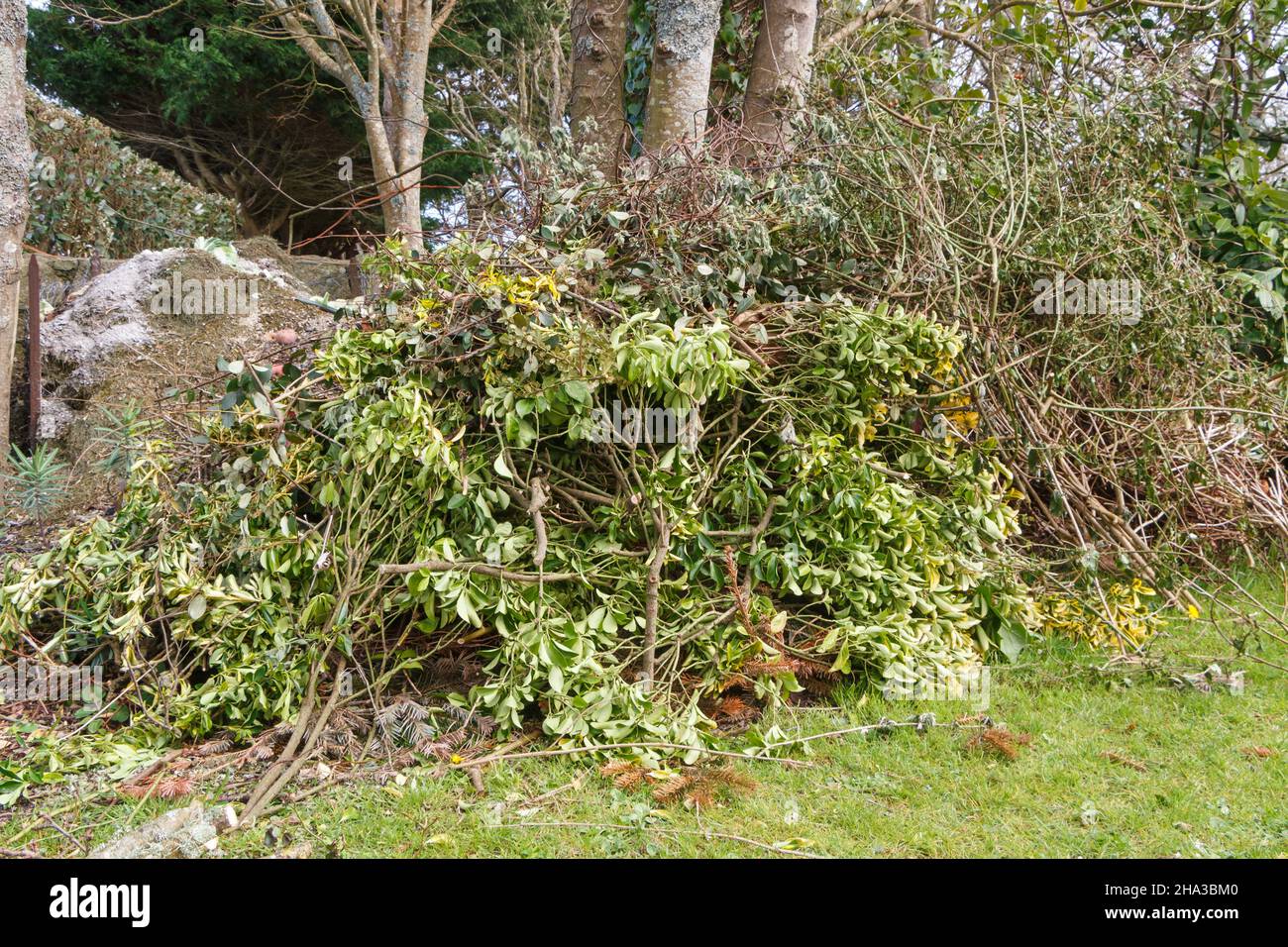 Heap of garden waste after trimming trees and hedges during autumn ...