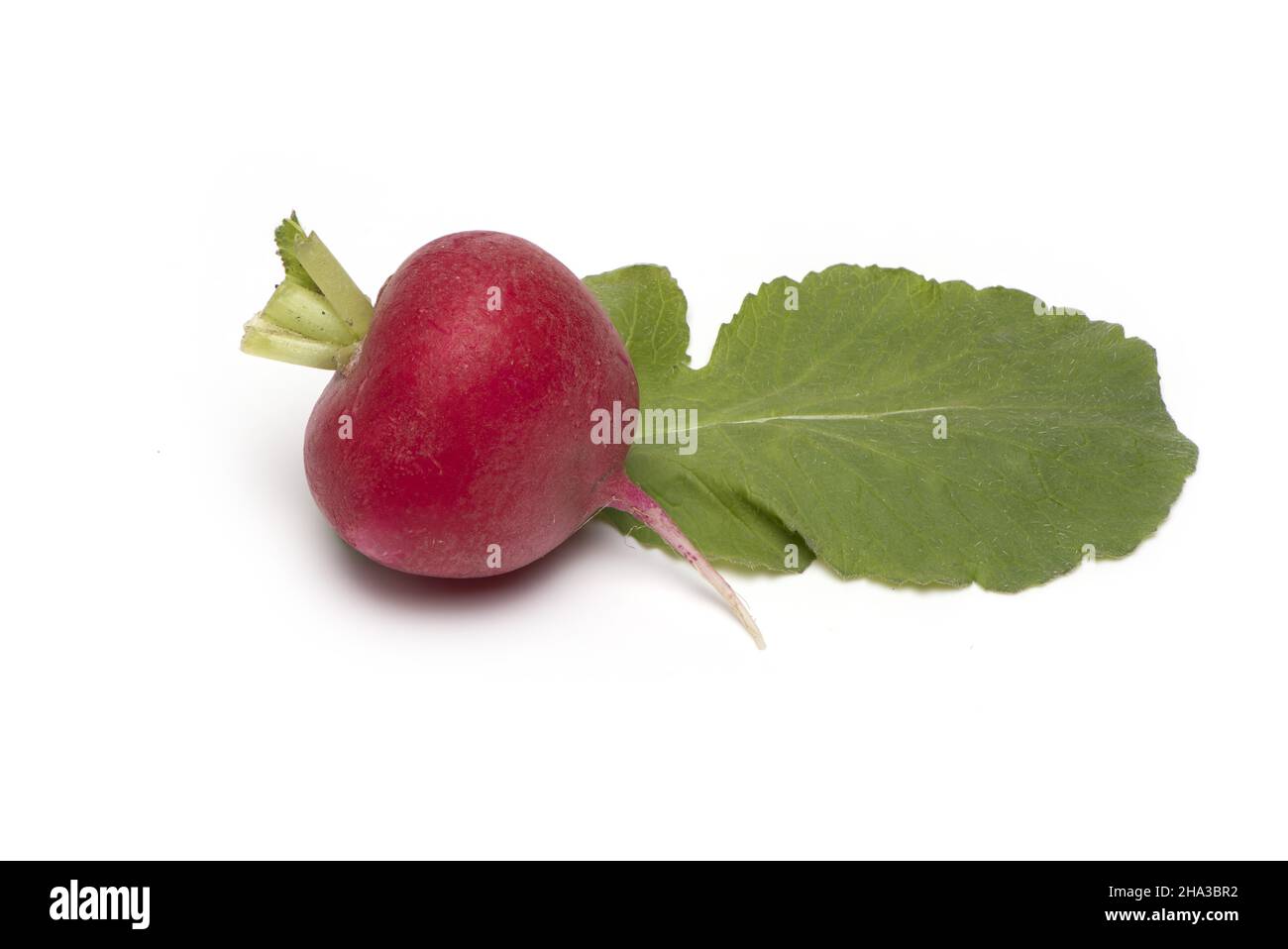 Close up of a radish laying on a green leaf isolated on white ...