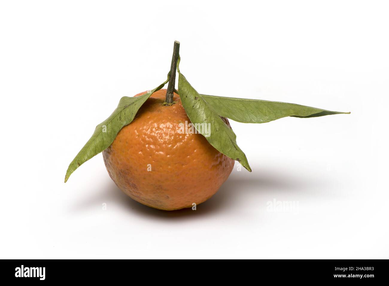 Close up of ripe mandarin tangerine clementine with stem and green ...