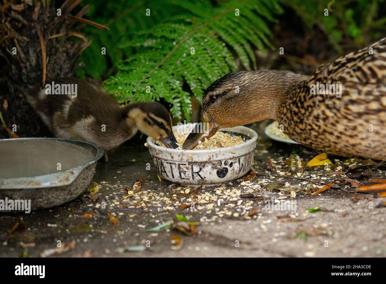 Duck Feeding In The Garden Stock Photo - Alamy