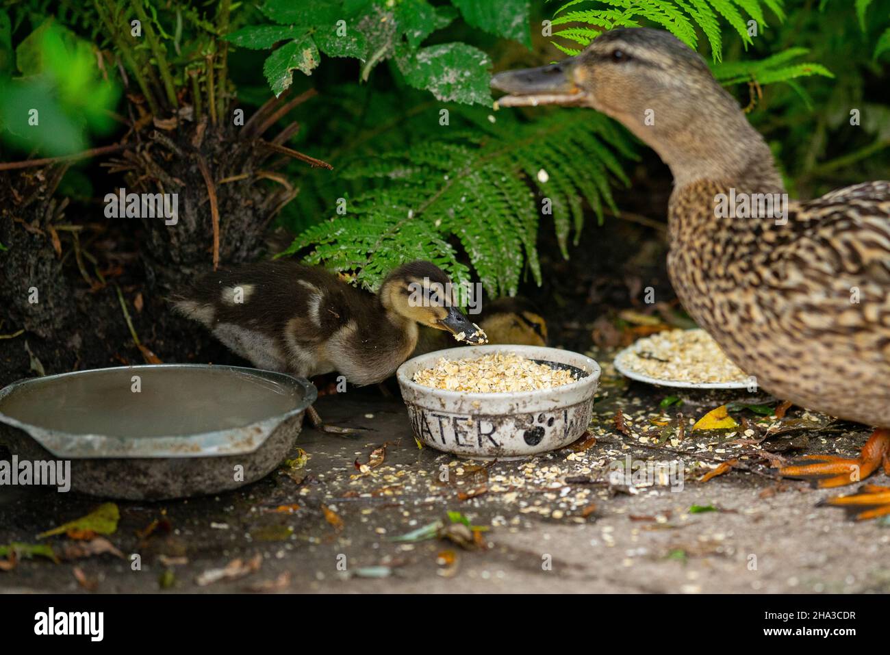 Duck Feeding In The Garden Stock Photo - Alamy