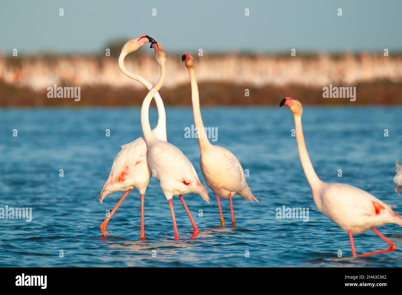 Flamingos (Phoenicopterus roseus) courtship with necks in a marsh in ...