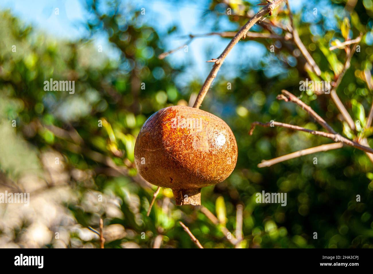 Pomegranate bearing of a tree Stock Photo - Alamy
