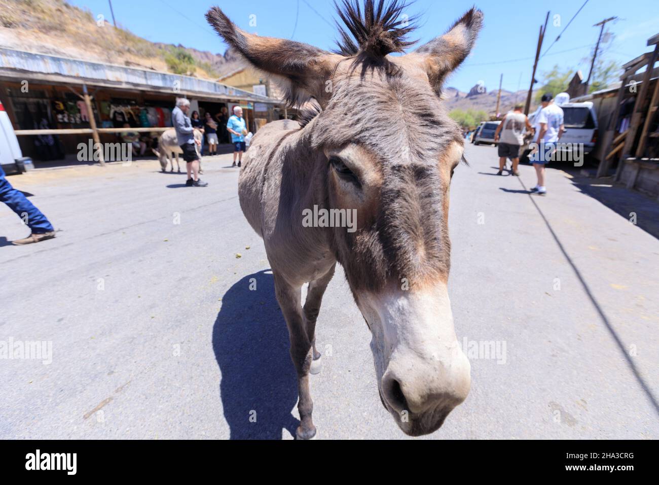 Oatman, Arizona: Donkey Stock Photo - Alamy