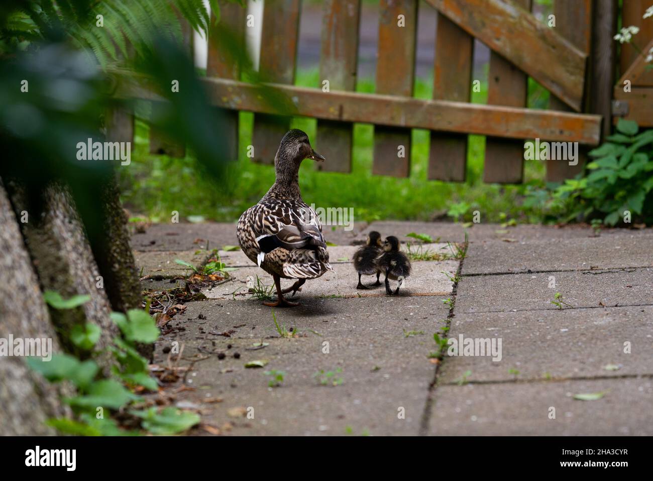 Duck Family On The Way Home Stock Photo - Alamy
