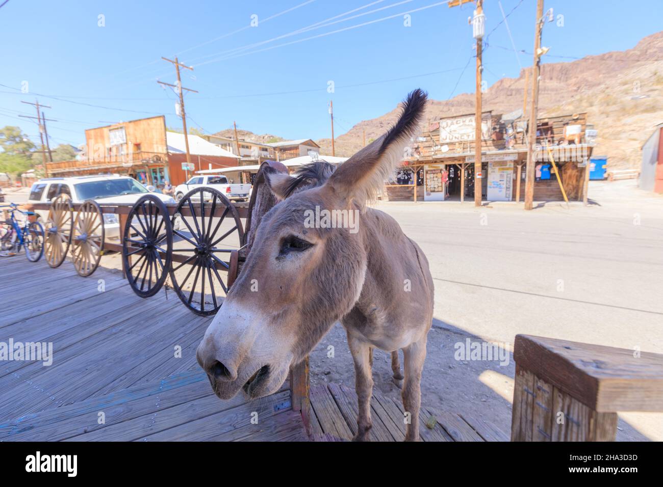 Oatman, Arizona: Donkey Stock Photo - Alamy