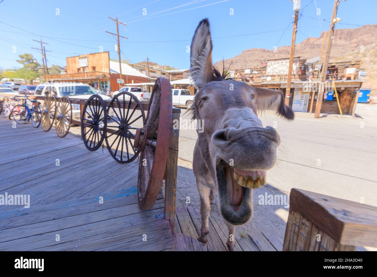 Oatman, Arizona: Donkey Stock Photo - Alamy