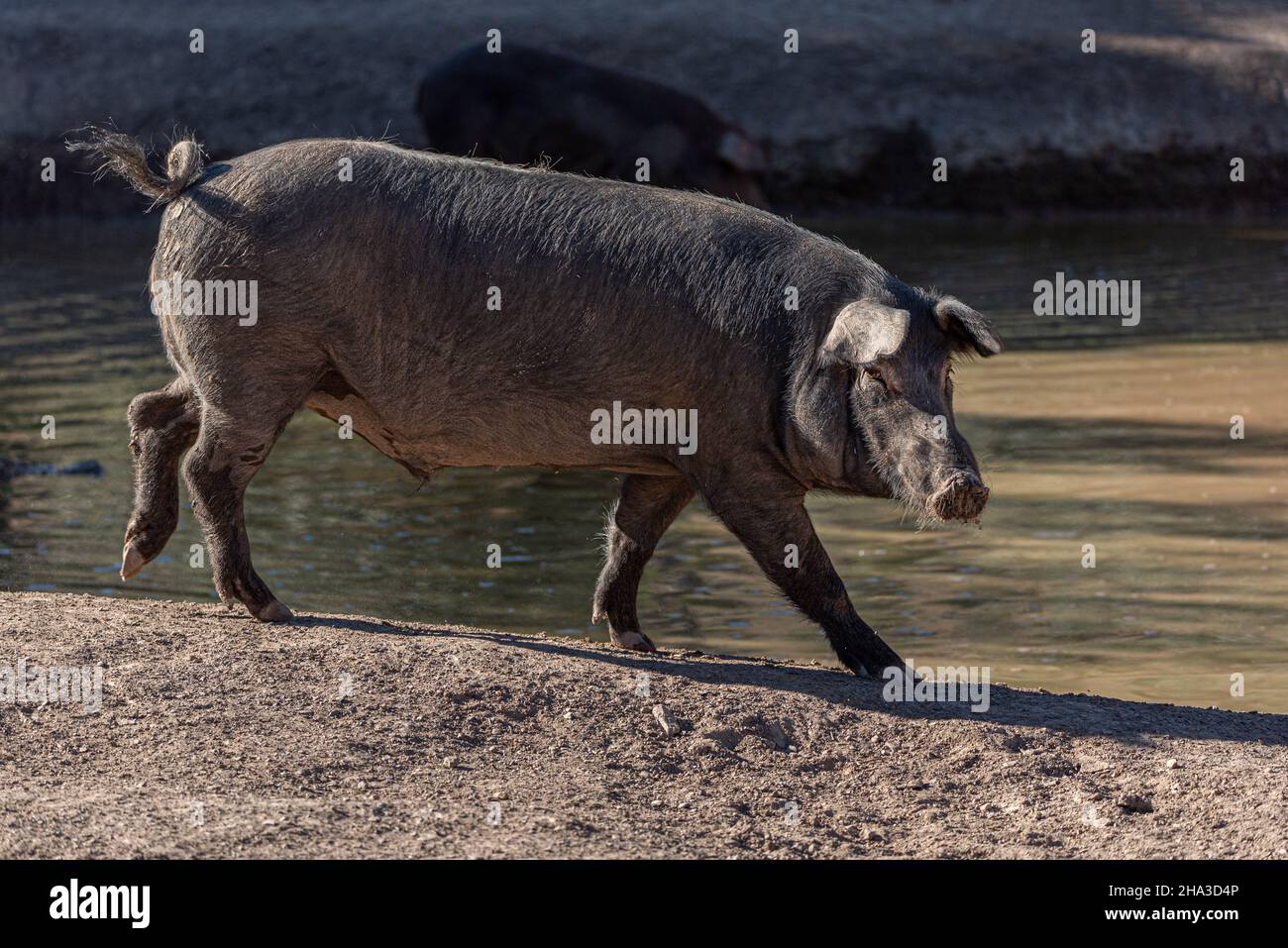 Spanish pig running around the farm Stock Photo - Alamy
