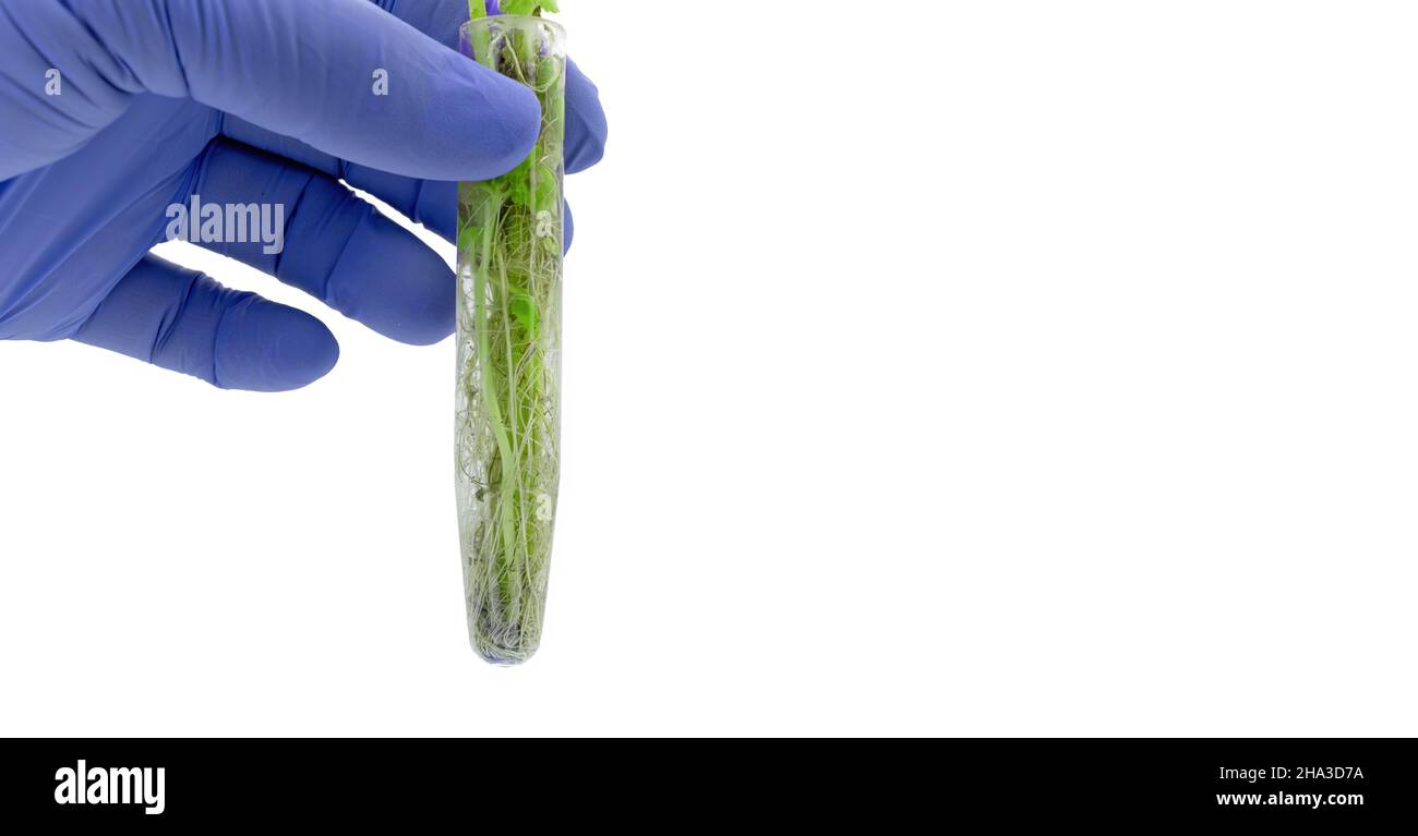 hydroponic cultivation of a plant in a test tube on white background ...