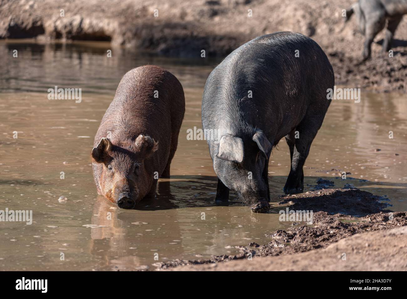 Couple of iberian pigs bathing in the water Stock Photo - Alamy