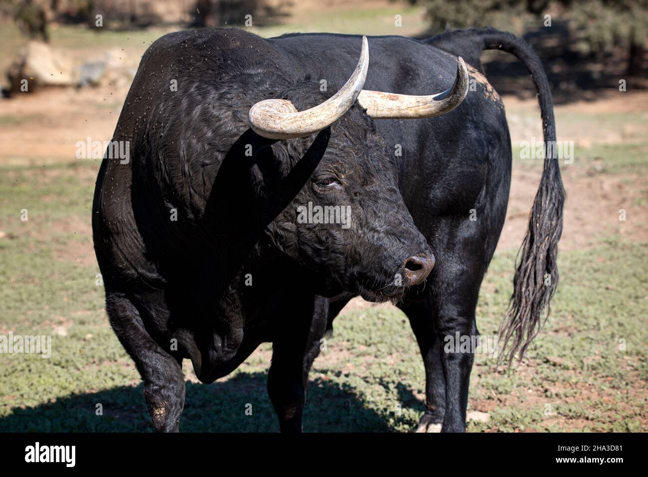 Brave bull or lidea bull in the field Stock Photo - Alamy