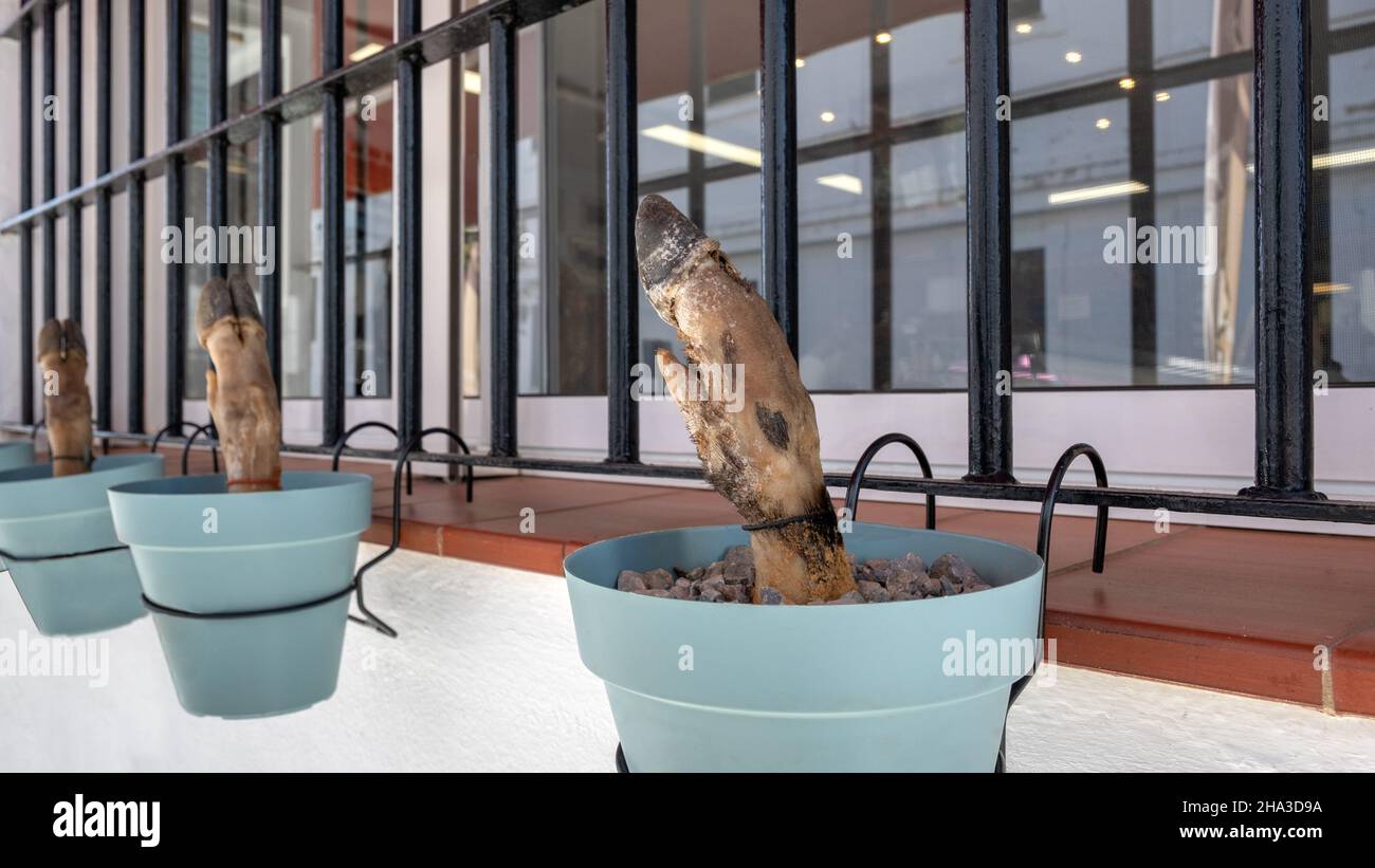 Pig pots hi-res stock photography and images - Alamy