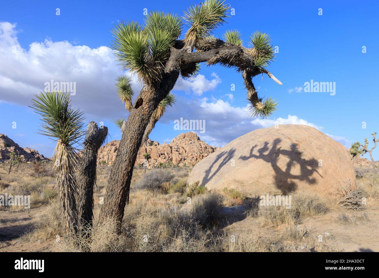 Trees of joshua tree hi-res stock photography and images - Alamy