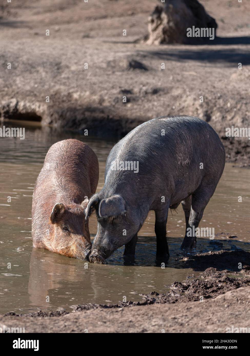 Spanish pig kissing with Iberian sow in the water Stock Photo - Alamy