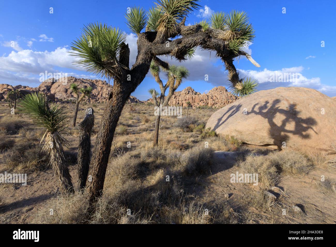 Iconic joshua trees hi-res stock photography and images - Alamy