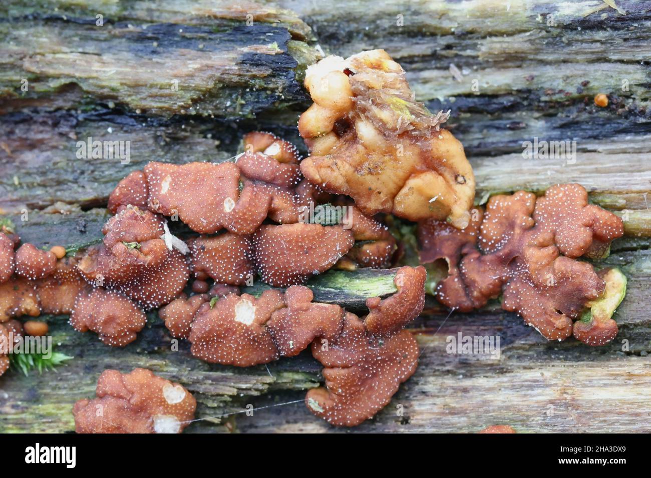 Hypocrea rufa, also known as Trichoderma viride, an ascomycete mould ...