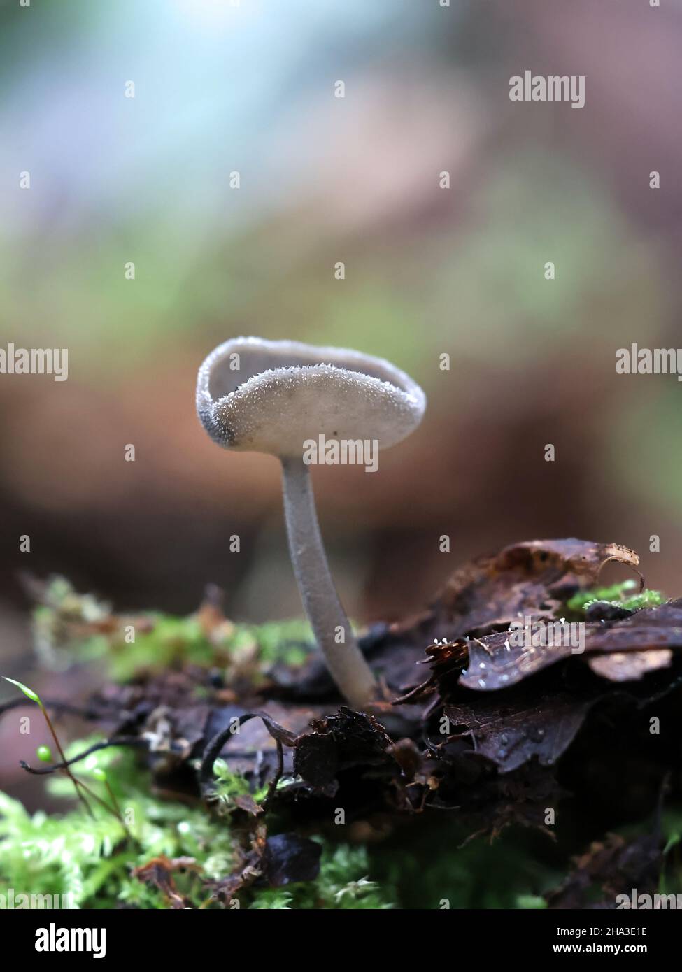 Helvella macropus, also called Helvella bulbosa, commonly known as Felt ...