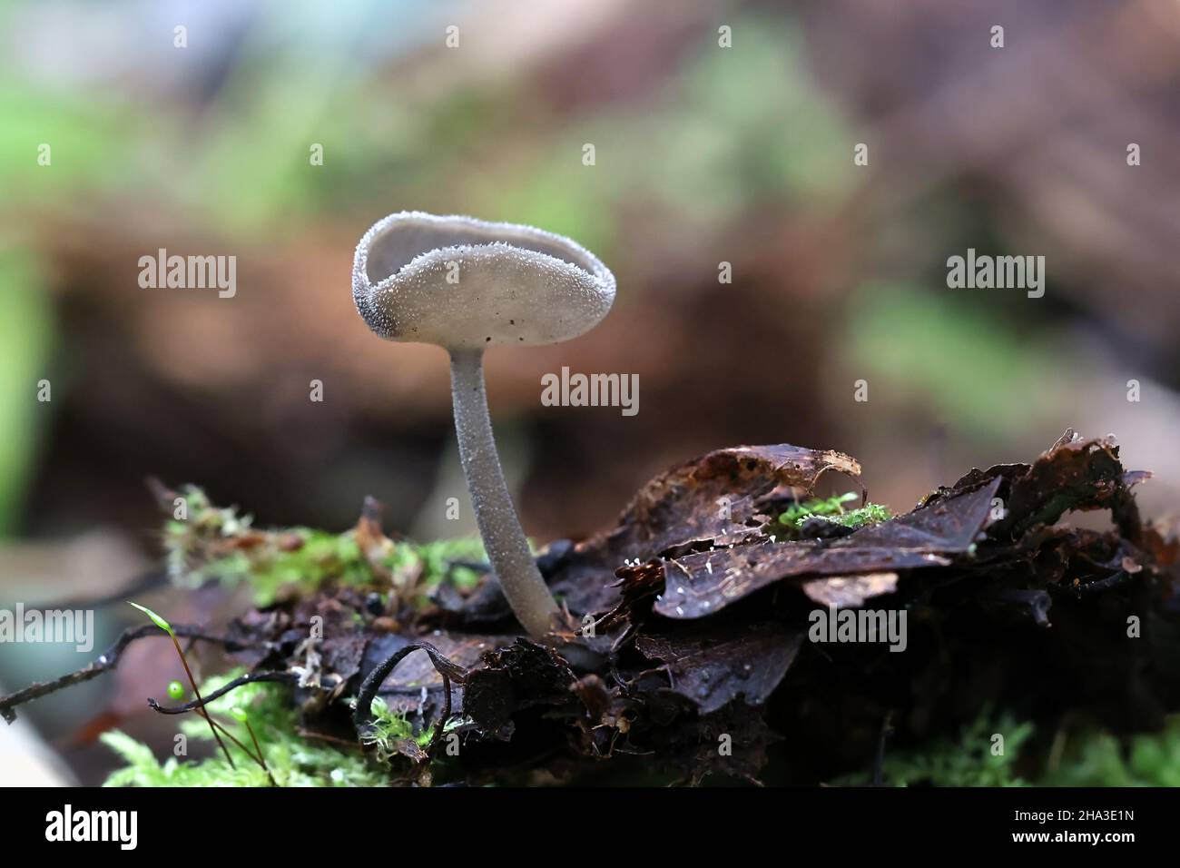 Helvella macropus, also called Helvella bulbosa, commonly known as Felt ...