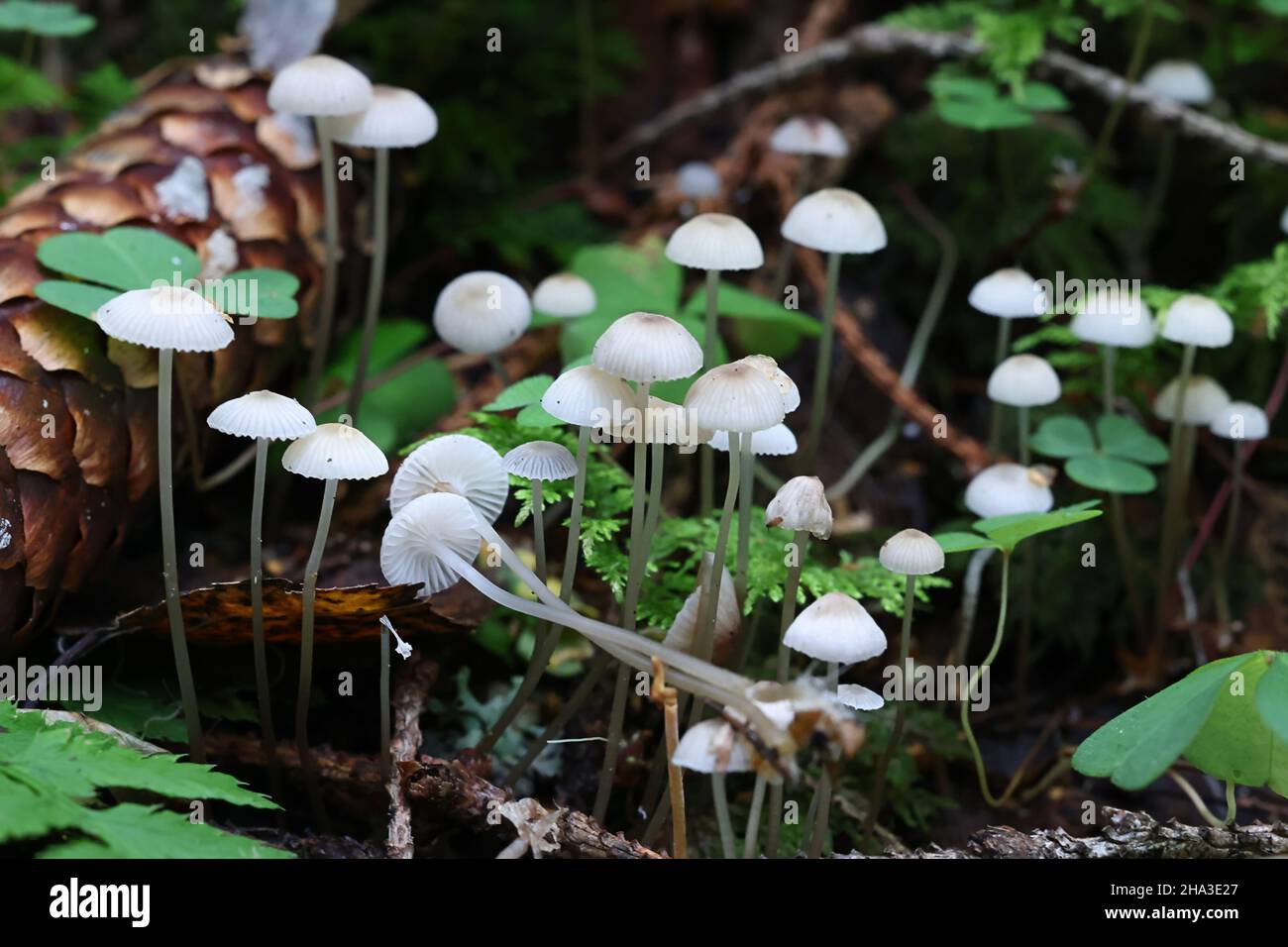 Mycena cinerella, known as mealy bonnet, wild mushroom from Finland ...