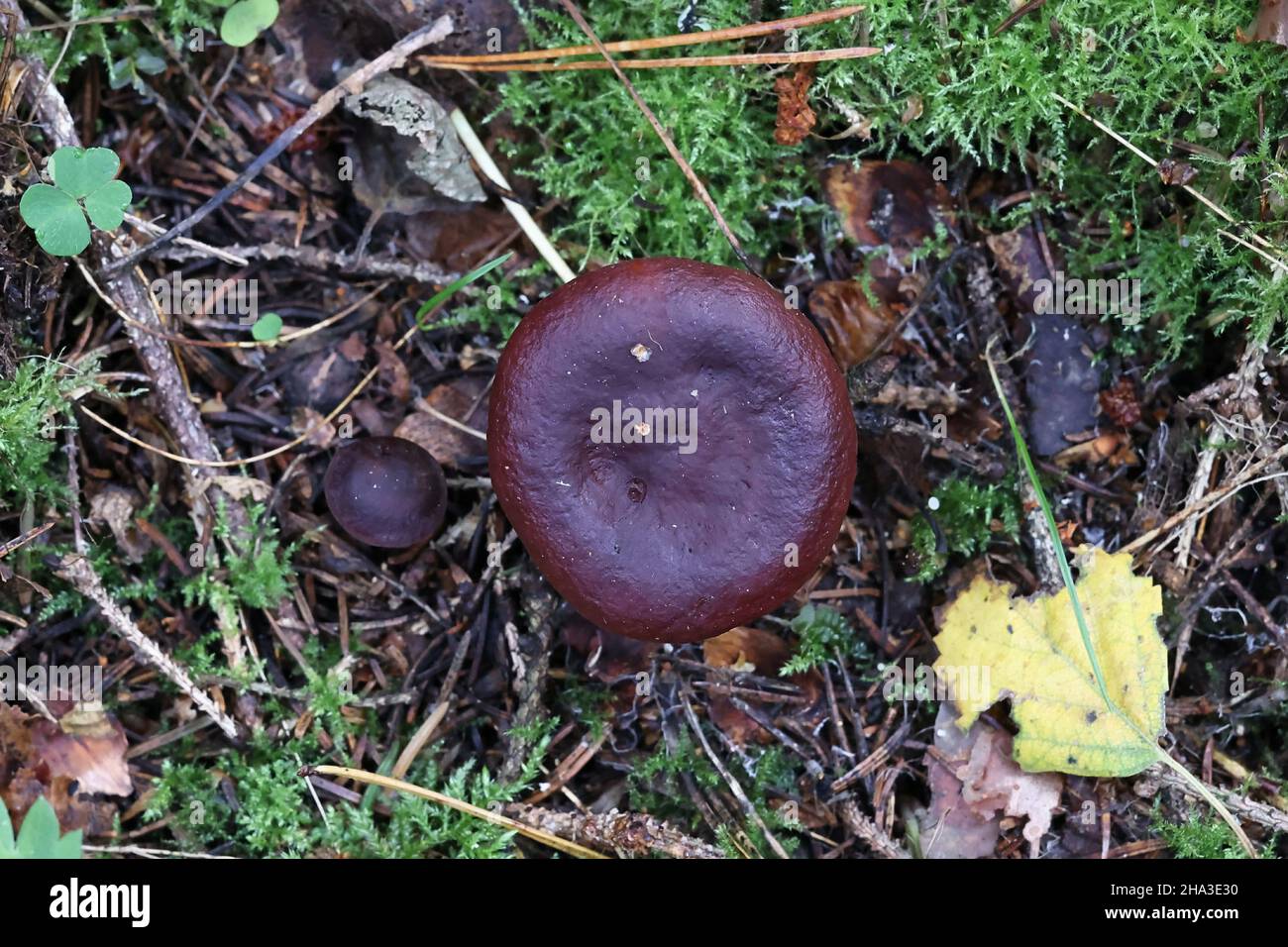 Lactarius badiosanguineus, a milkcap mushroom from Finland, no common ...