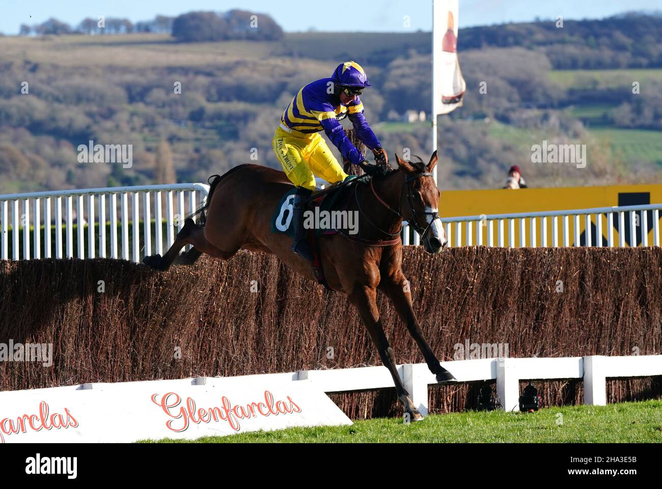 Corach rambler cheltenham hi-res stock photography and images - Alamy