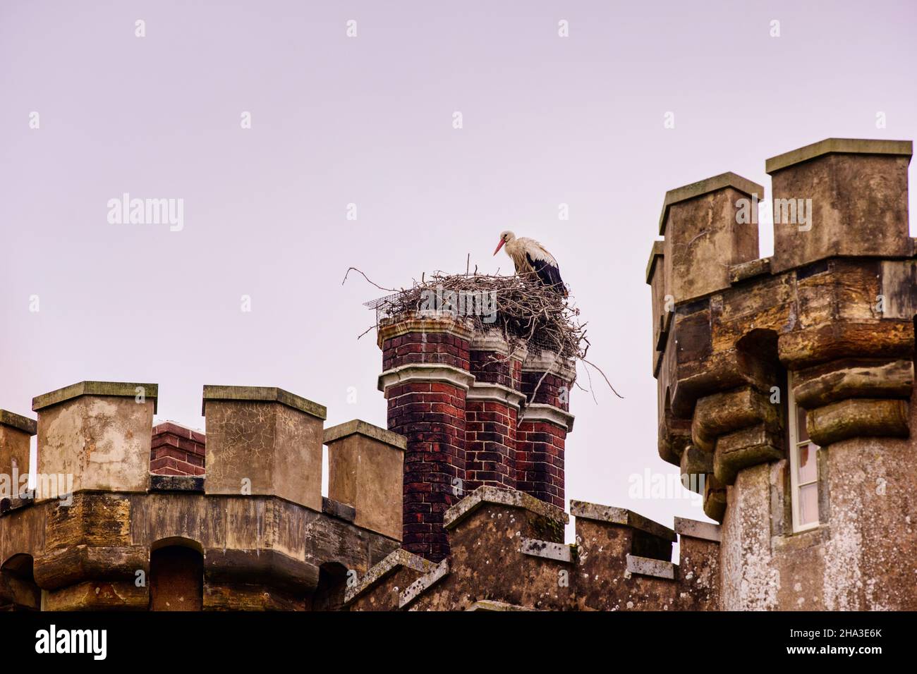 Knepp castle rewilding hi-res stock photography and images - Alamy