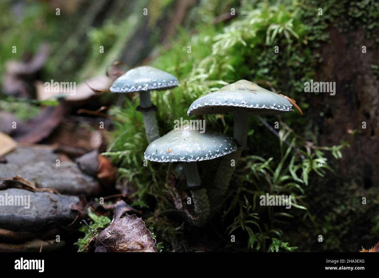 Verdigris toadstool hi-res stock photography and images - Alamy