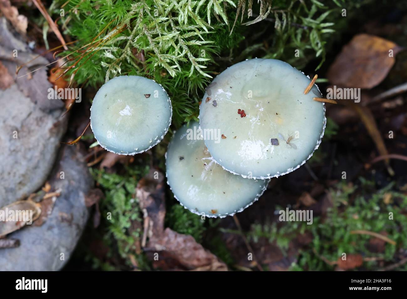 Verdigris toadstool hi-res stock photography and images - Alamy