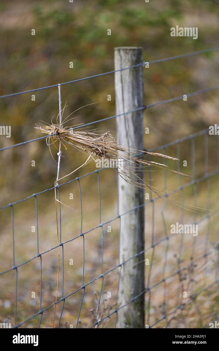 Pig netting hi-res stock photography and images - Alamy