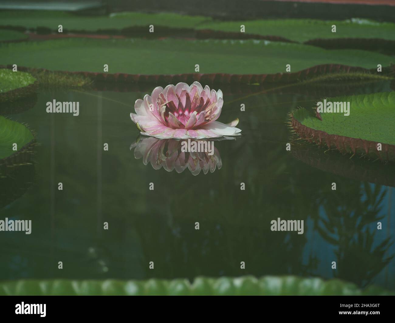 Closeup shot of lotus on the pond in Adelaide Botanic Gardens Stock ...
