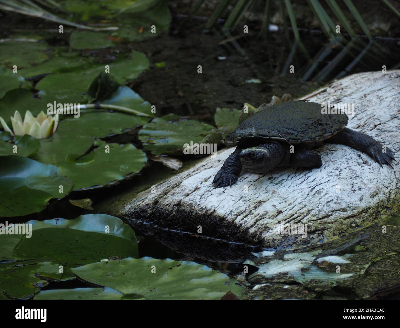 Lotus and turtle hi-res stock photography and images - Alamy