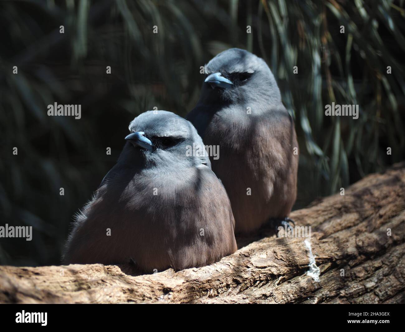 Two jays hi-res stock photography and images - Alamy