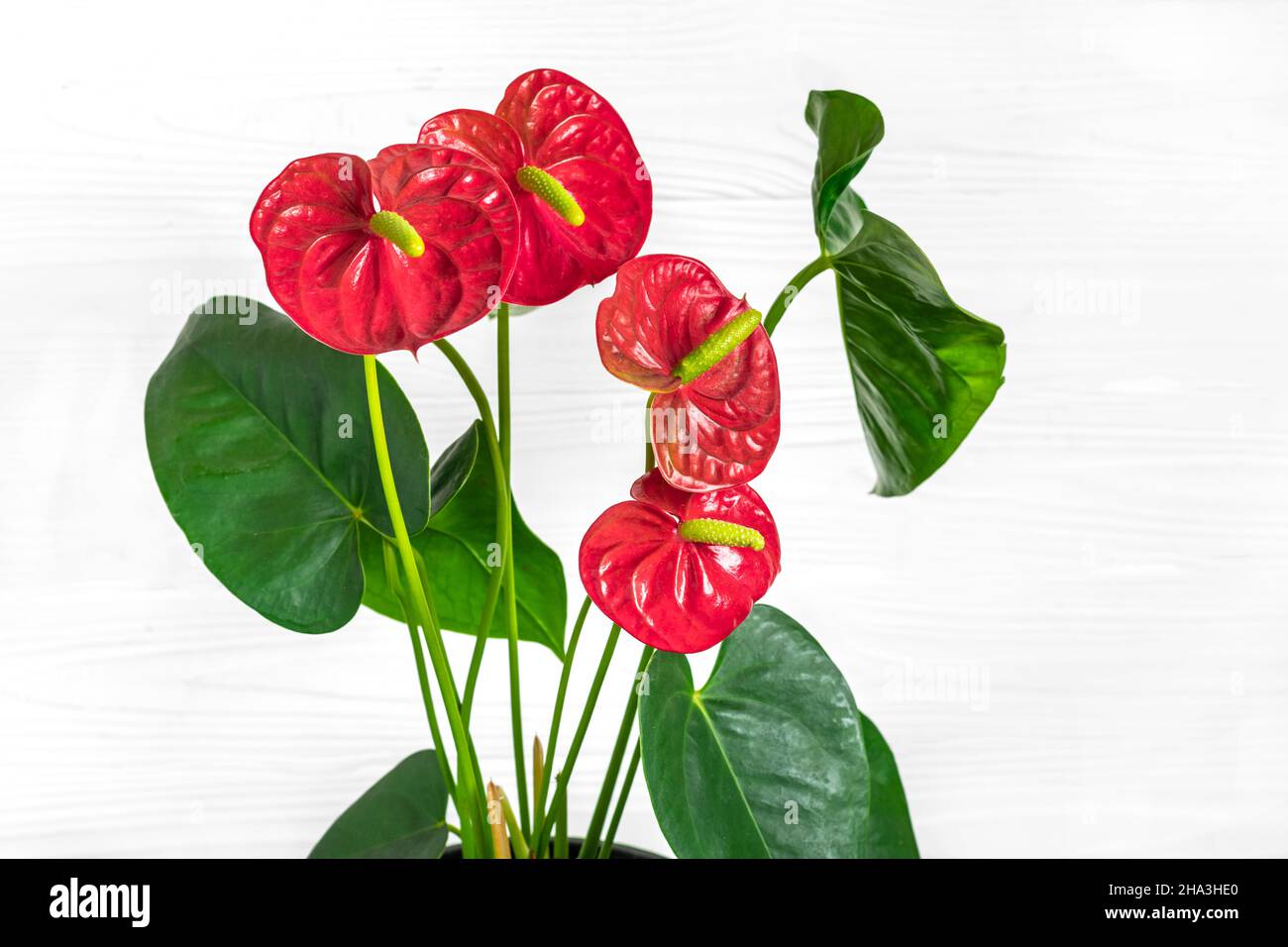 Heart Shaped Flower Name