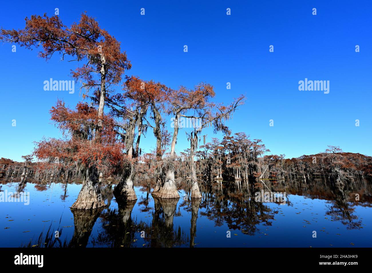 Fall Colors at Caddo Lake Texas Stock Photo - Alamy