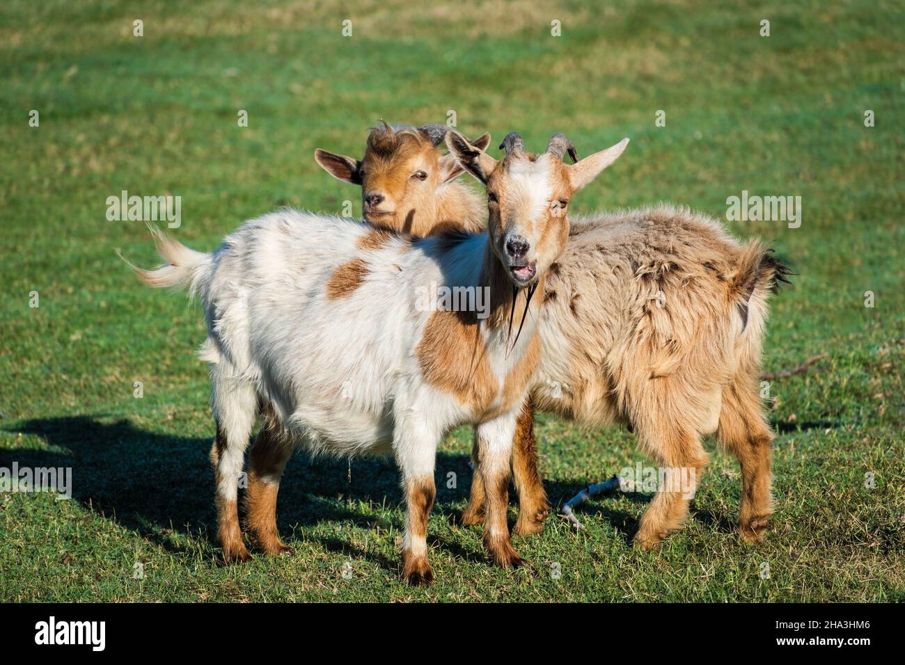 Two goats standing together on a patch of grass and looking at the ...