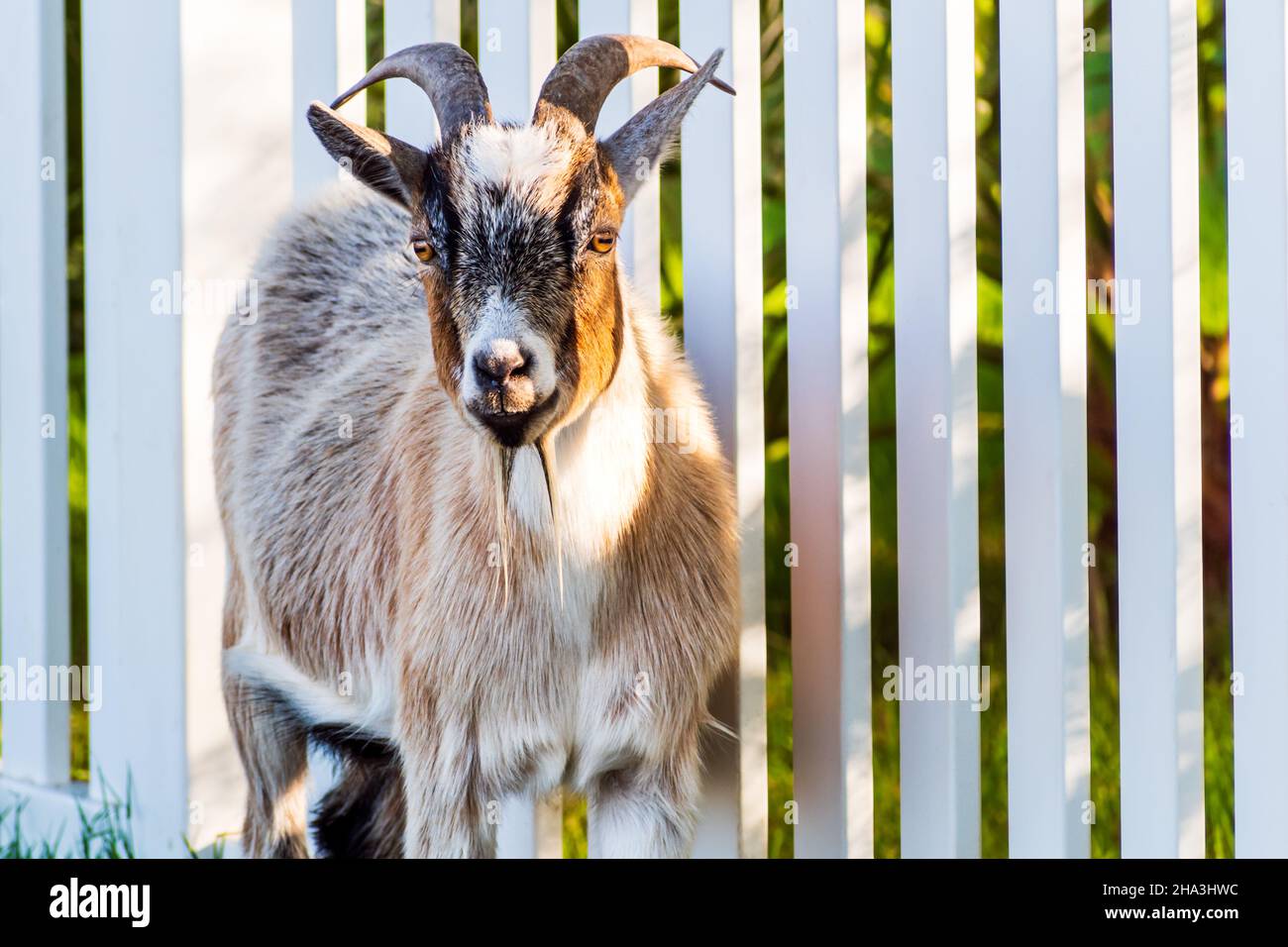 One goat standing by a white picket fence looking at the camera Stock ...