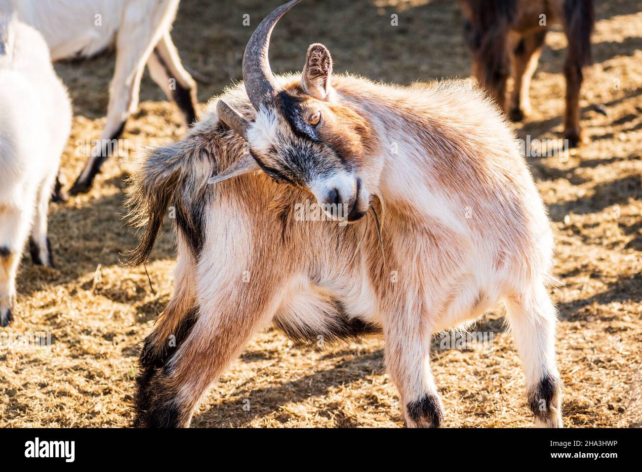 A goat scratching itself with his horn Stock Photo - Alamy