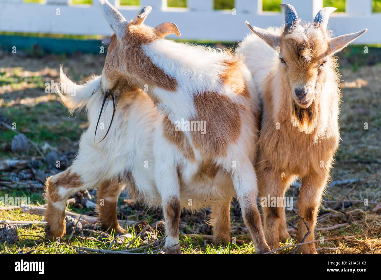 Two goats standing together, one looking at the camera and the other ...