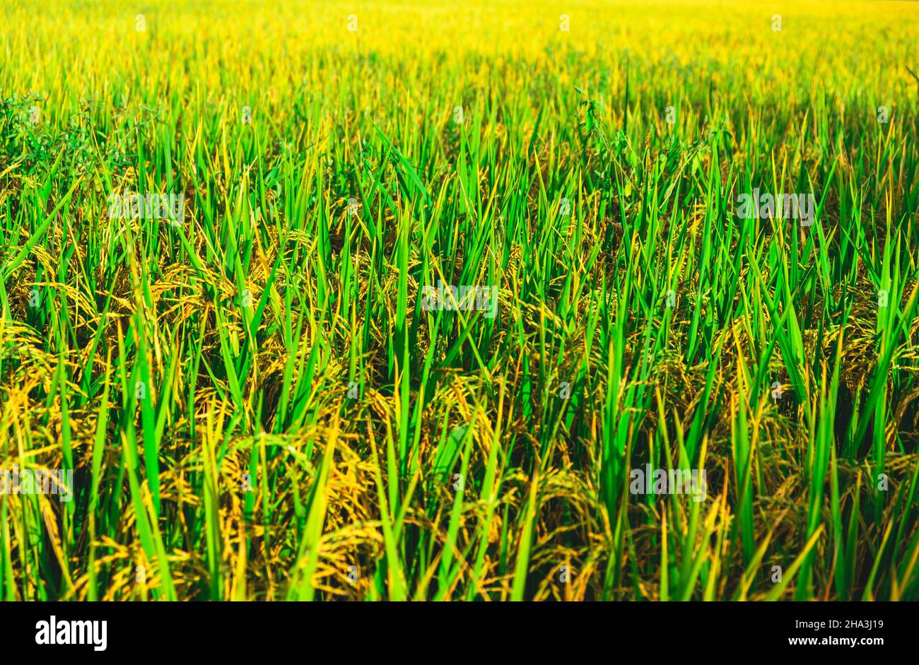 Fresh green rice field background. Lush green paddy in rice field ...