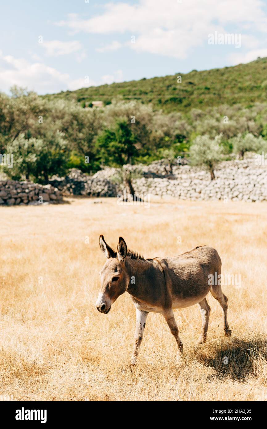 Gray donkey walks dry grass in a green park Stock Photo - Alamy